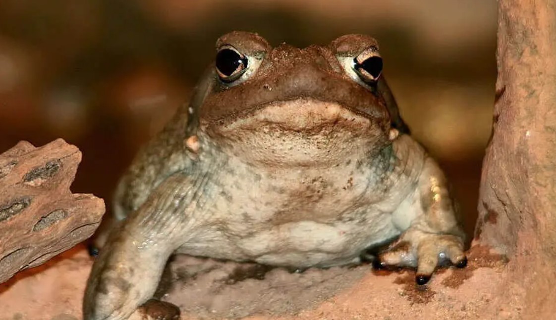 Toad Licking is a (Deathly) Thing. For Some Reason, Collins Wants Us to ...